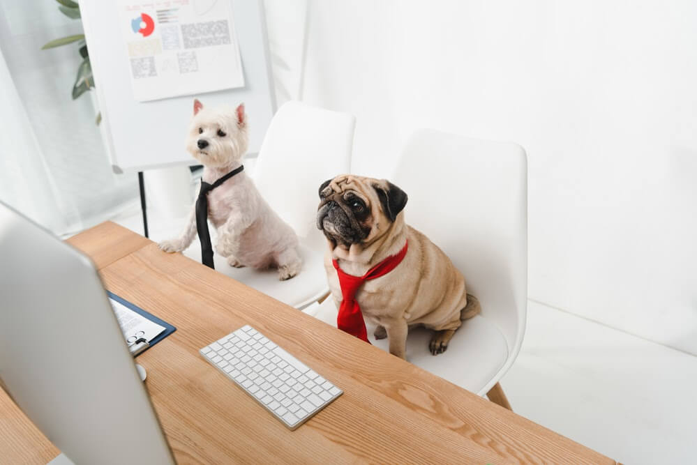 Wondering About Orlando Dog Daycare Policies And Procedures 