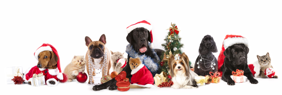 Orlando Holiday Dog Boarding | Dog Boarding Orlando